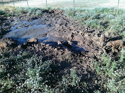 Life With Little Sprouts Farm: Baby pigs discover the mud hole