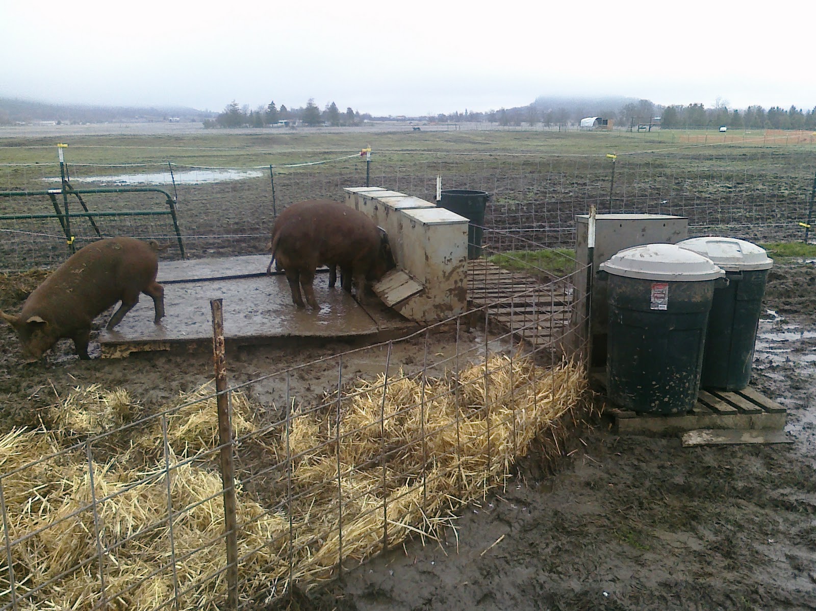 Life With Little Sprouts Farm: New idea for Hog Feeder, The Third Approach