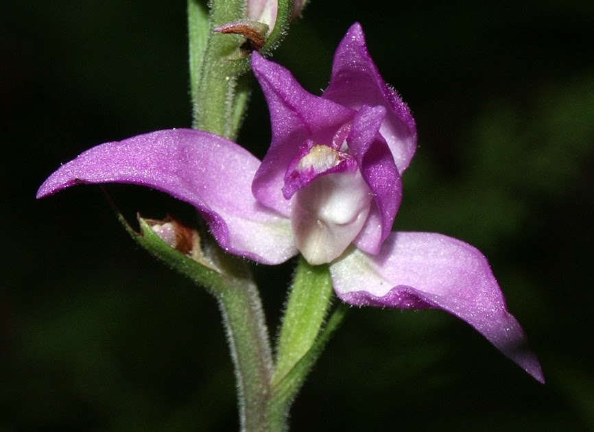 Loire Valley Nature: Cephalanthera rubra - Red Helleborine
