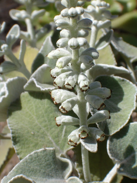 Sideritis cretica subsp. spicata (Pit.) Negrin & P. Pérez