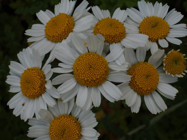 Gonospermum revolutum