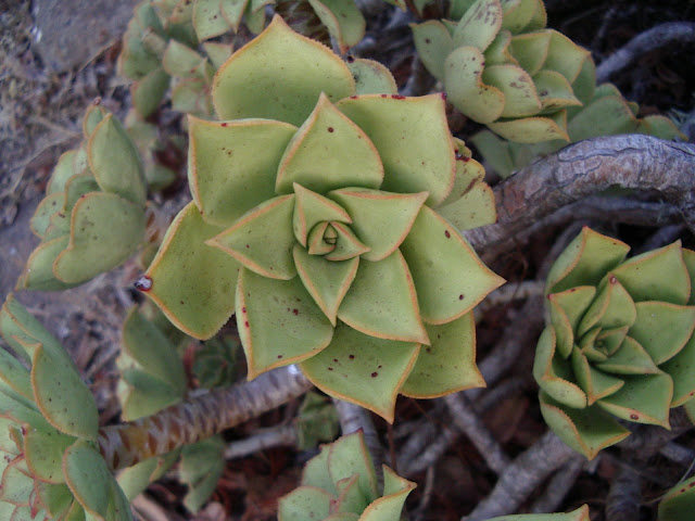 Aeonium lancerottense (Praeger) Praeger