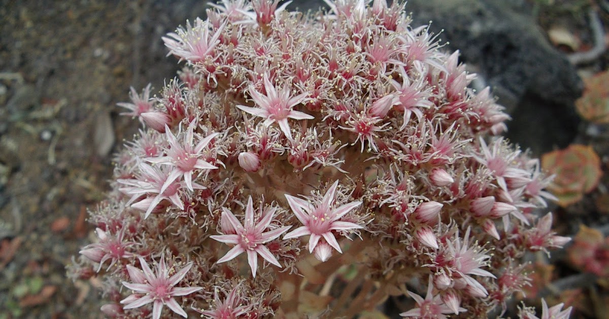 Aeonium lancerottense (Praeger) Praeger