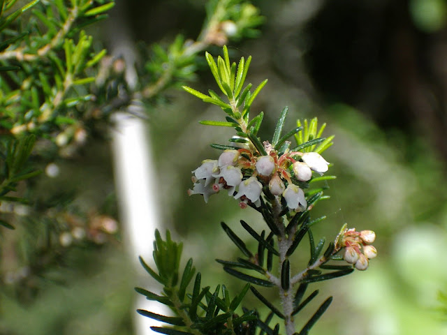 Erica arborea