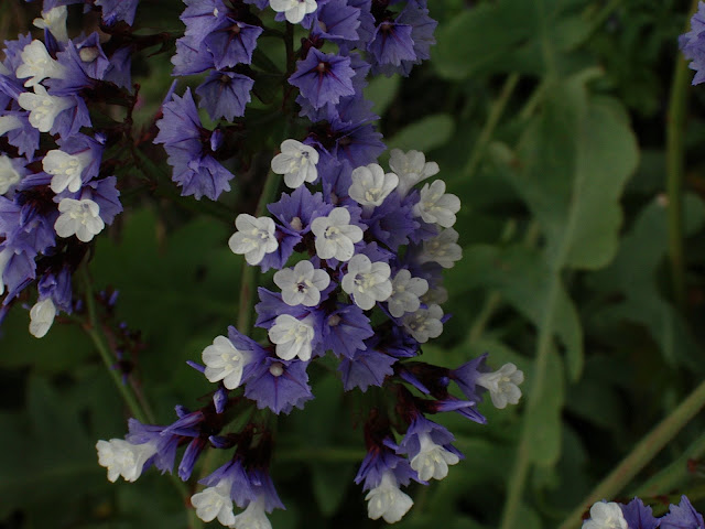 Limonium spectabile (Svent) Kunkel & Sunding