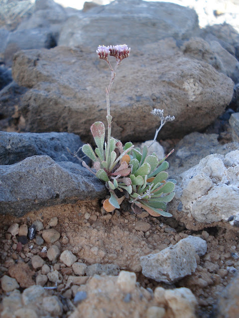 Limonium pectinatum ([Sol. in] Aiton) Kuntze