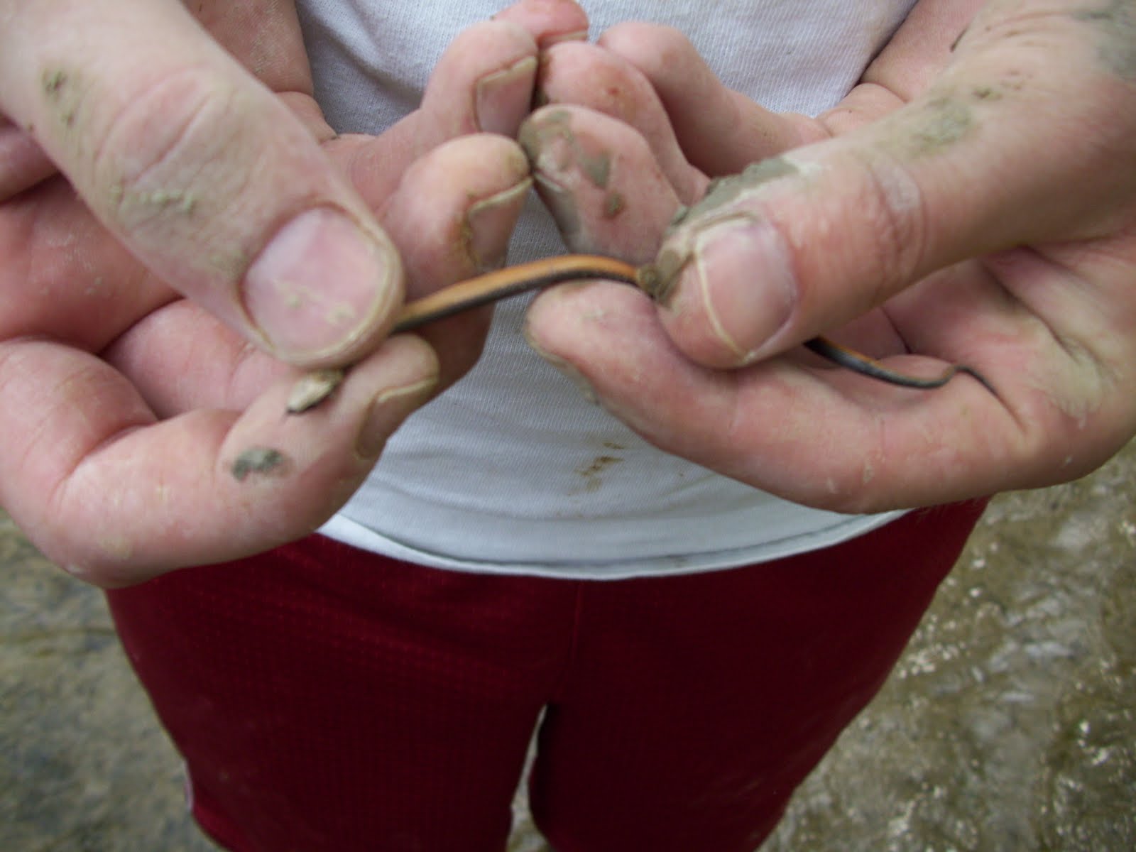 Our Herp Class: Northern ringneck snake, Diadophis punctatus