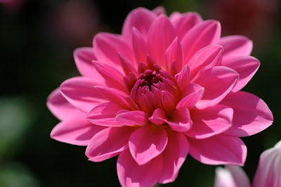 A Gardener's Journal