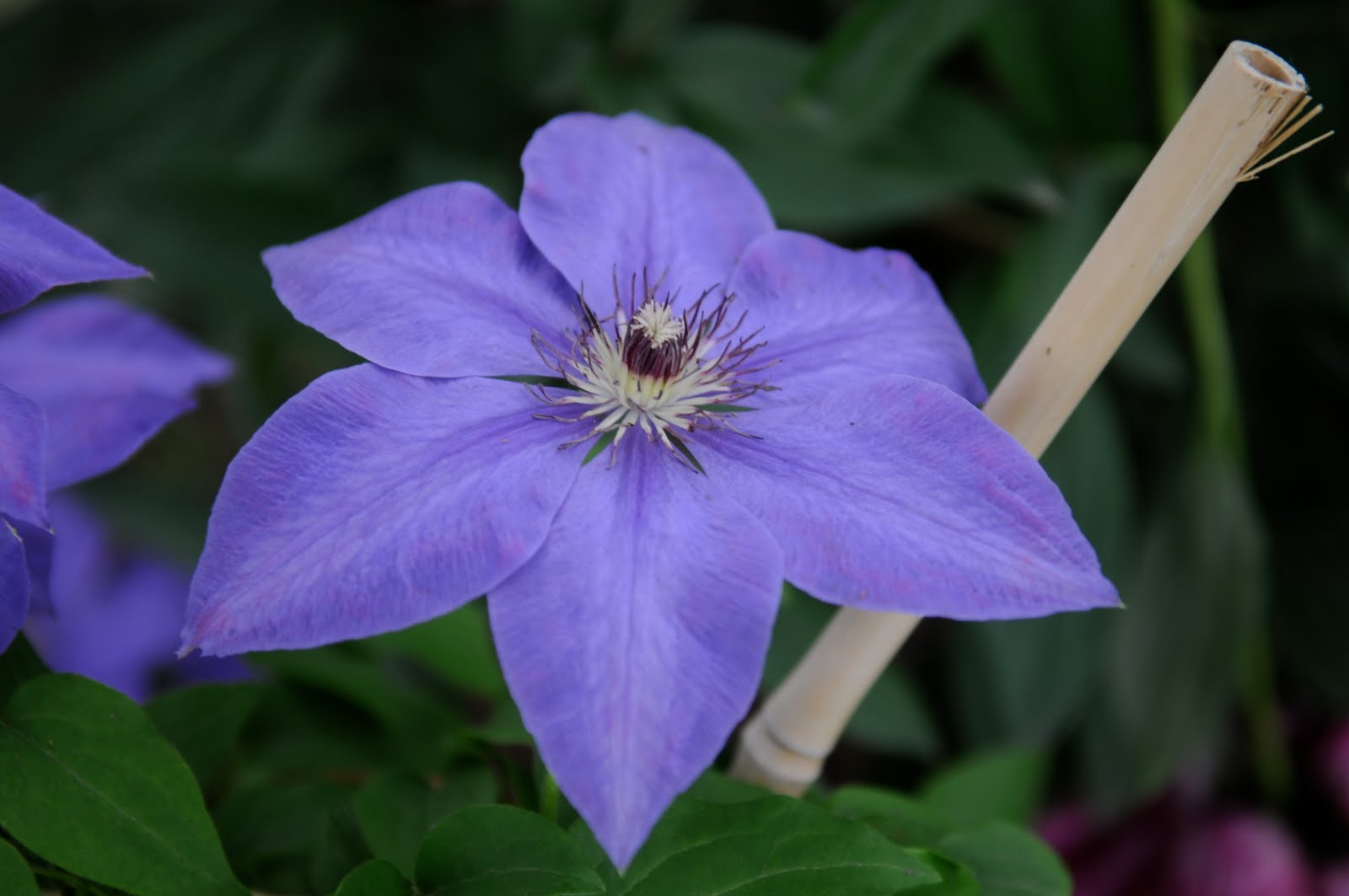 A Gardener's Journal