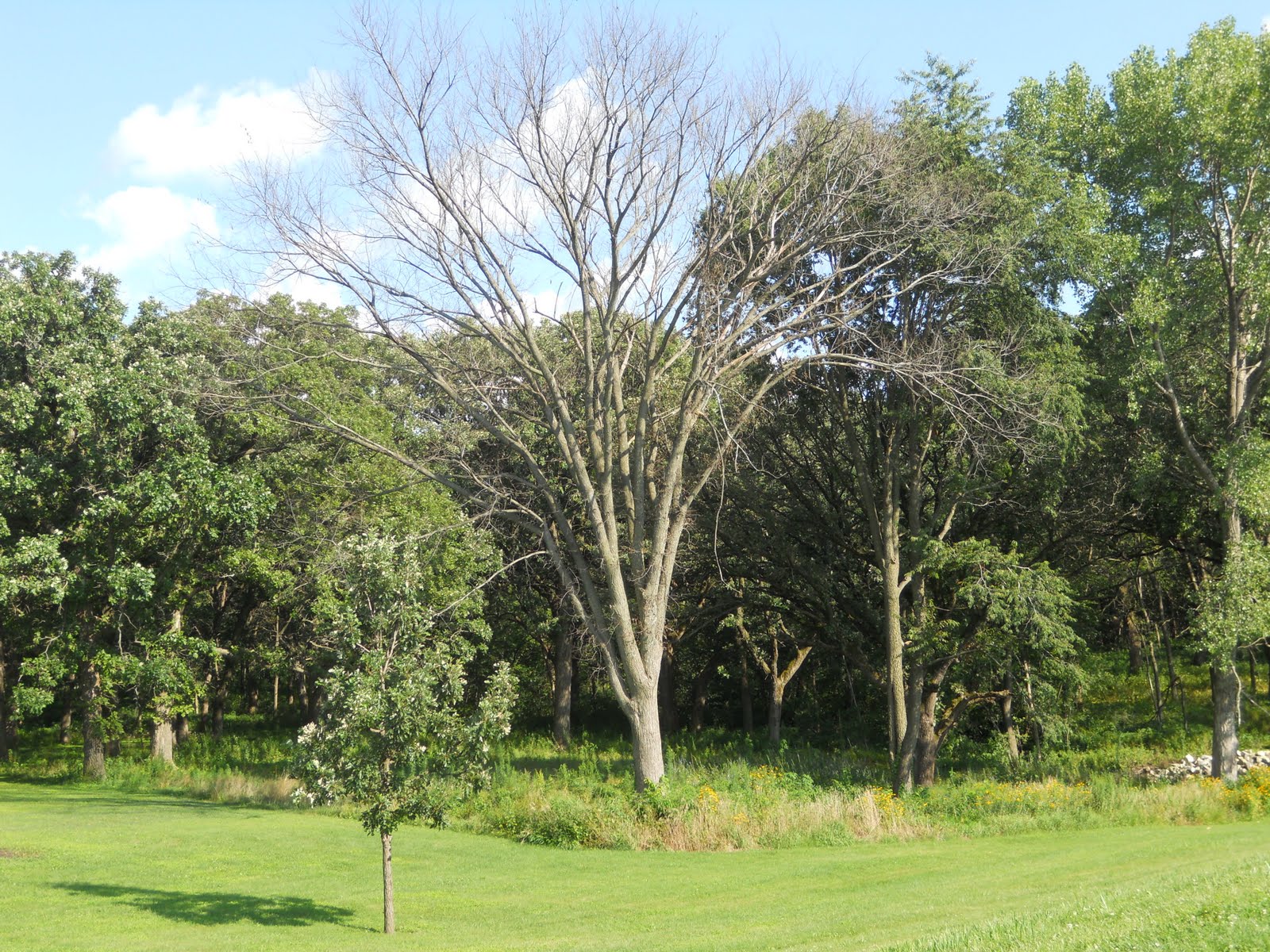 Day's View: Photo #213: Thomas Mitchell Park