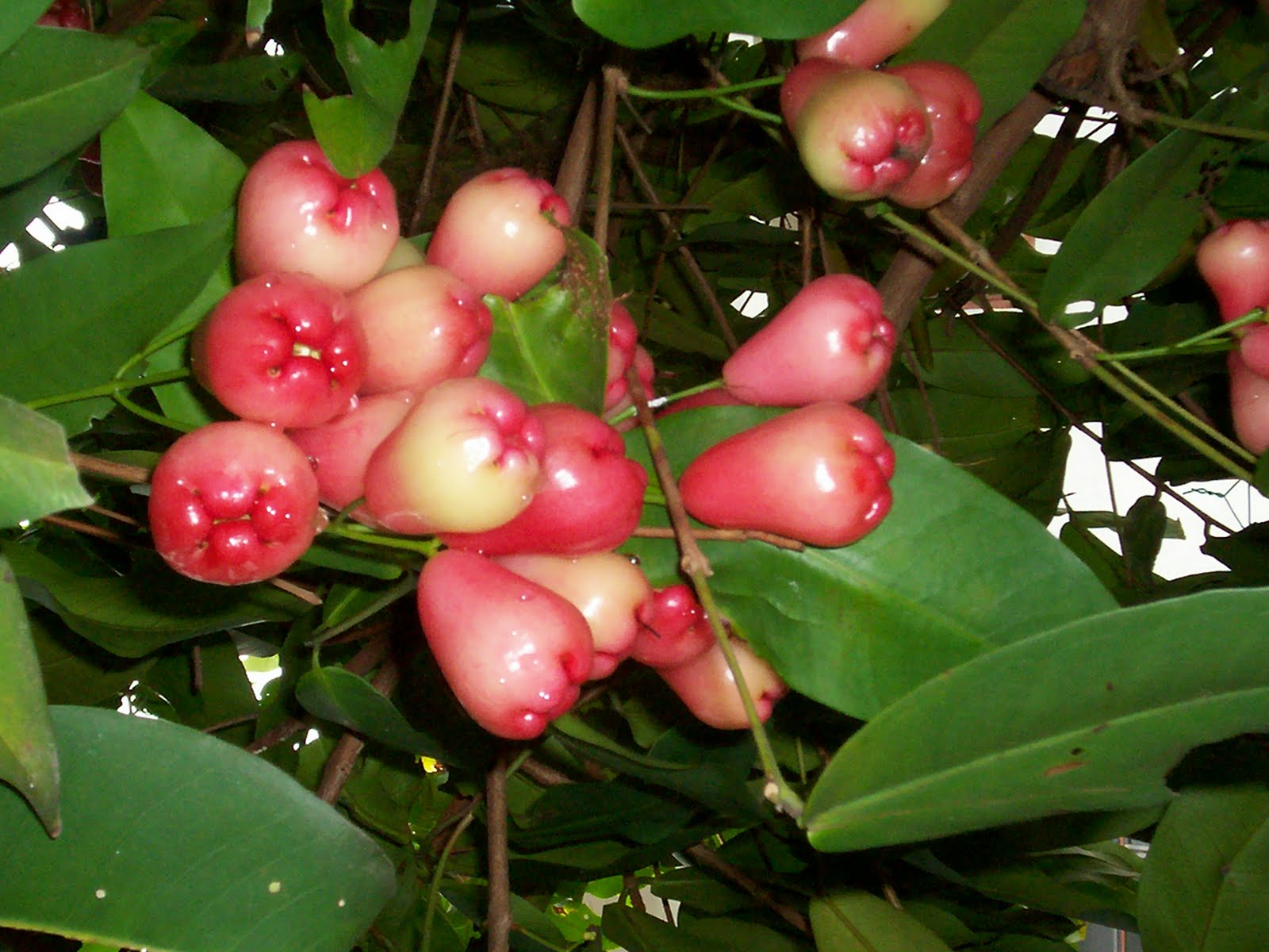 Inspirasi Sanubari: Salad Pink Jambu