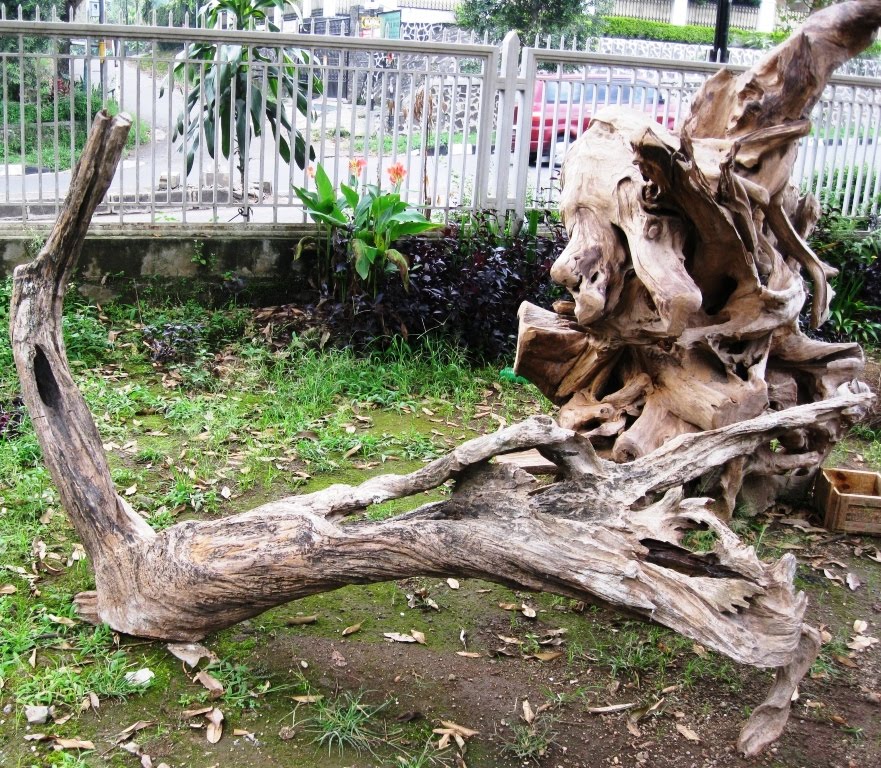 Galeri56: Bongkahan Akar Jati