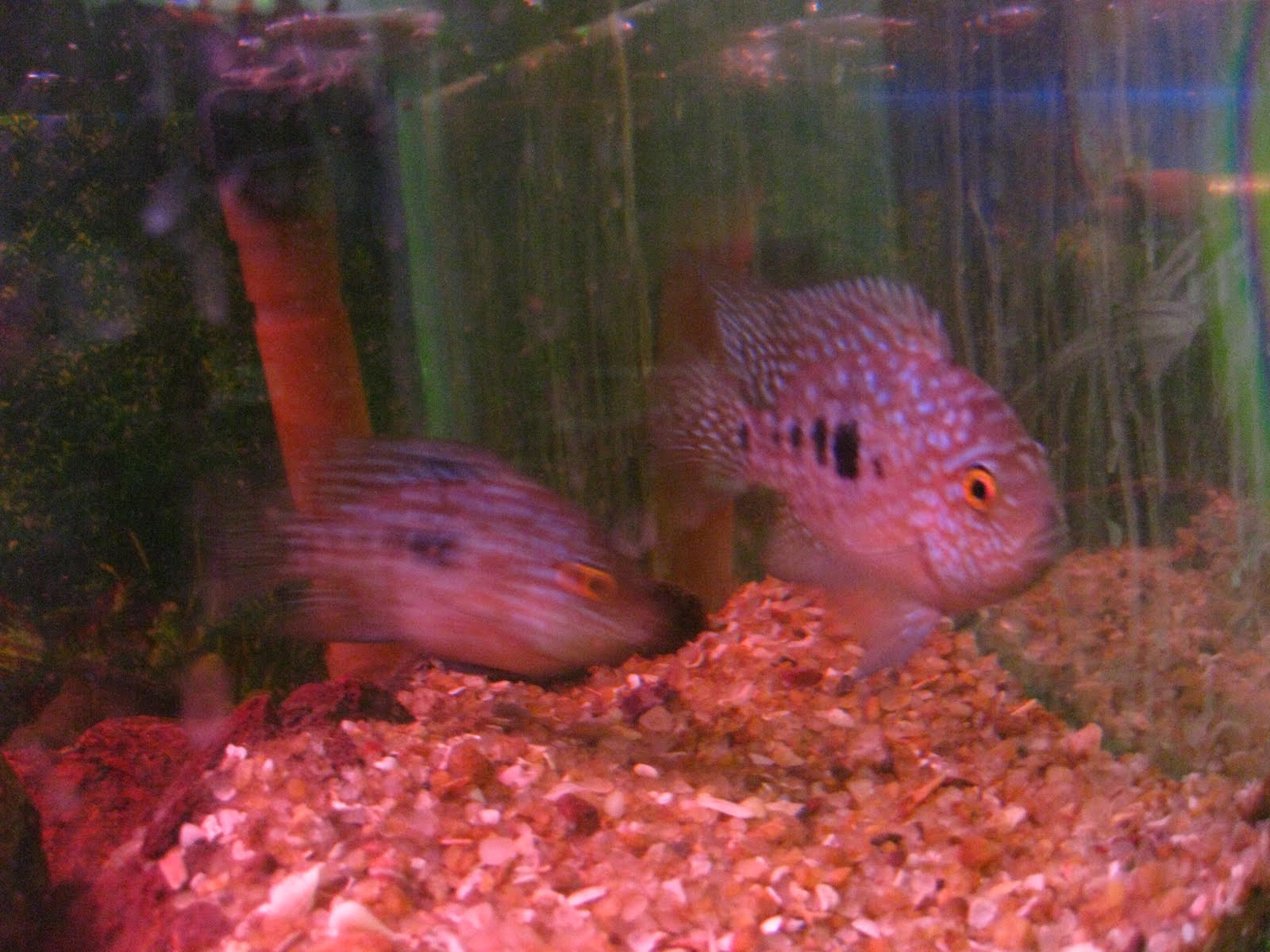 Make My Aquarium: Breeding Green Texas cichlid fish
