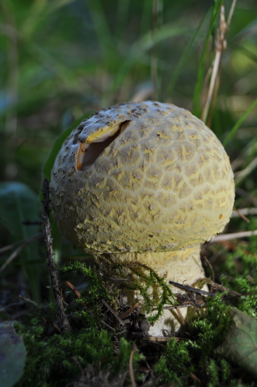 Photography by Sabrina Nicole: A Strange Mushroom