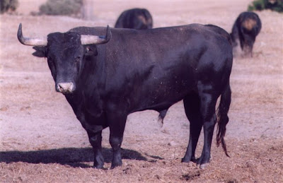 Casta Jijona, iniciativa para la conservación del bovino de origen ...