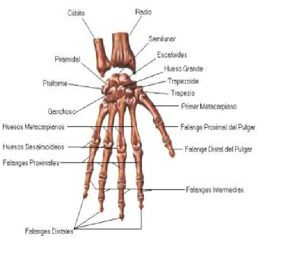 PRINCIPALES HUESOS DEL CUERPO HUMANO: HUESOS DE LA MANO