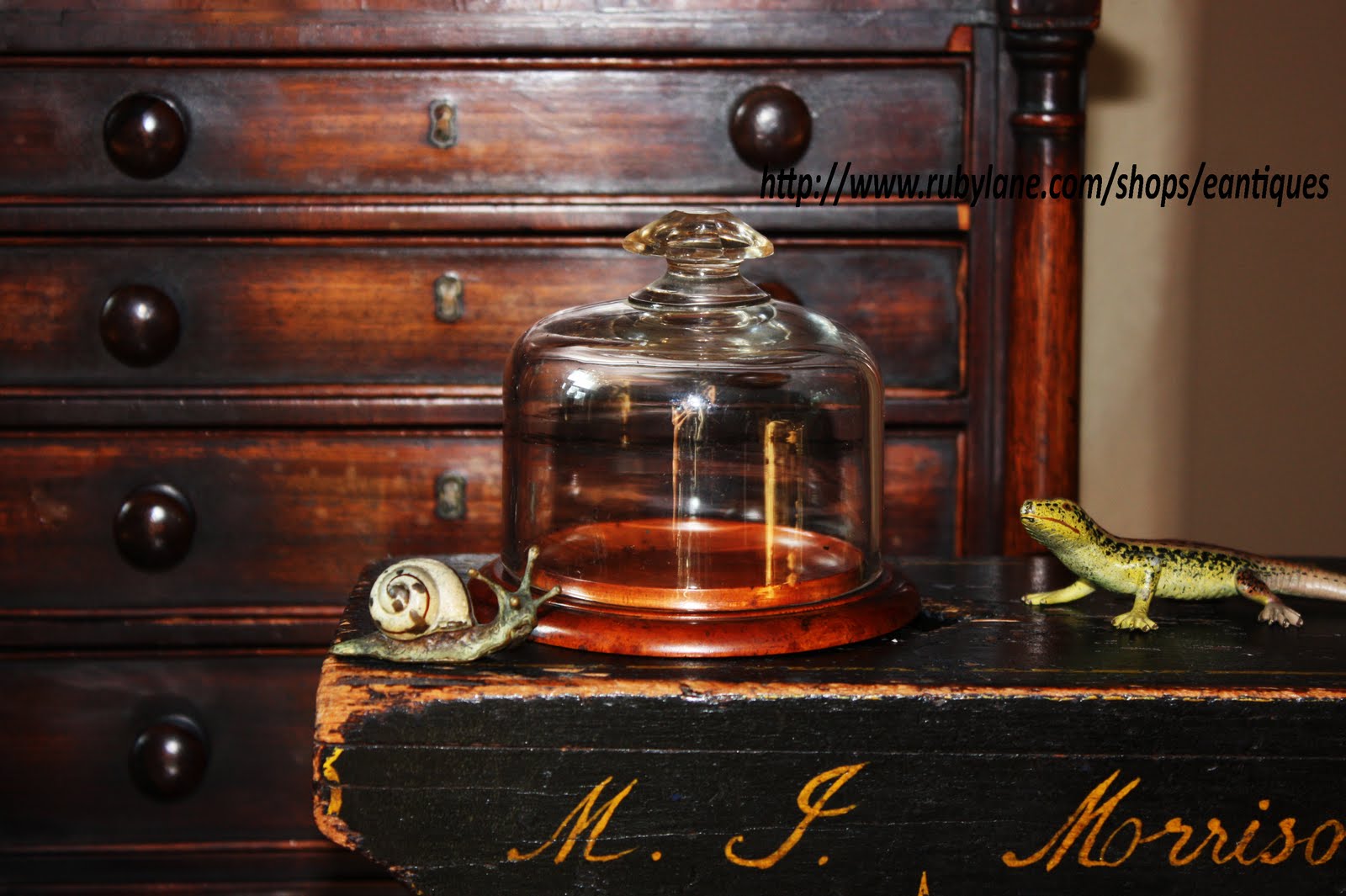 eAntiques: 19th English Treen and Glass Specimen Display Domes