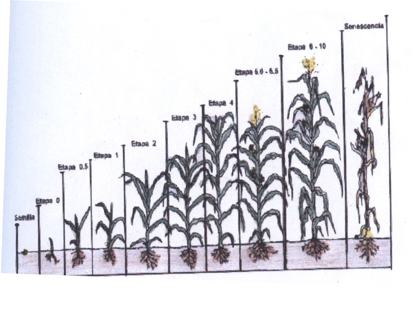 JoC Agronomia: "CULTIVO DEL MAIZ"
