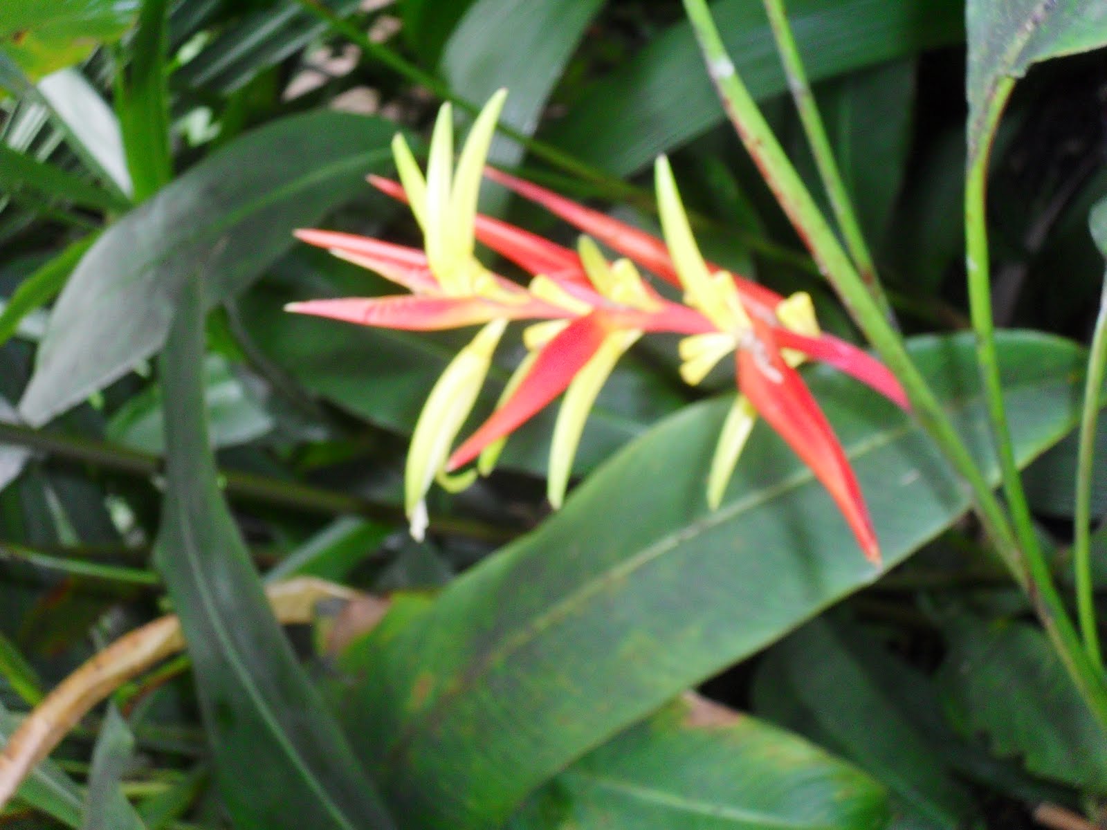 Reinos animal y vegetal: SELVA HUMEDA TROPICAL