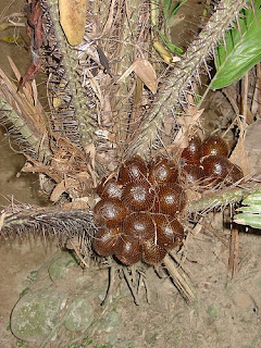 Info Agro.: Salak.