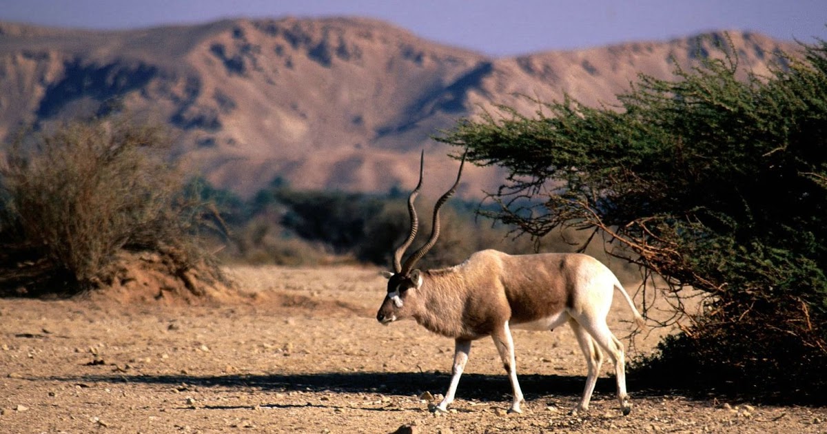 O Mundo Animal: ADAX