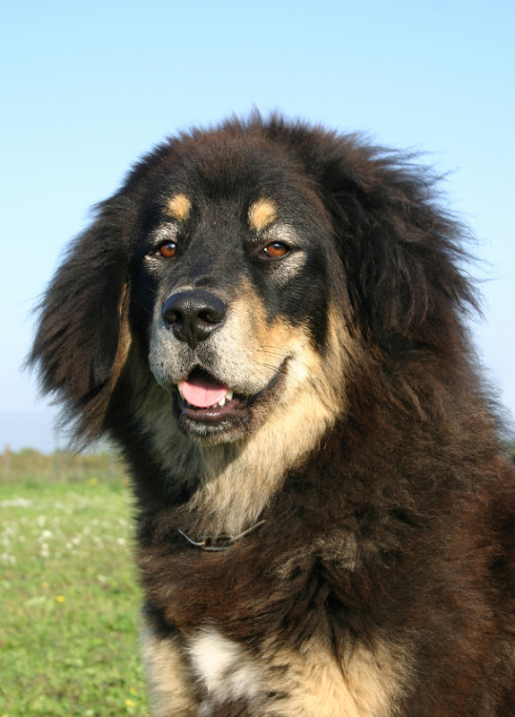Tibetan Mastiff Tiger Head