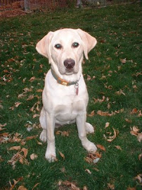 Kelda's Korner: The TRUTH about CCI Dogs!