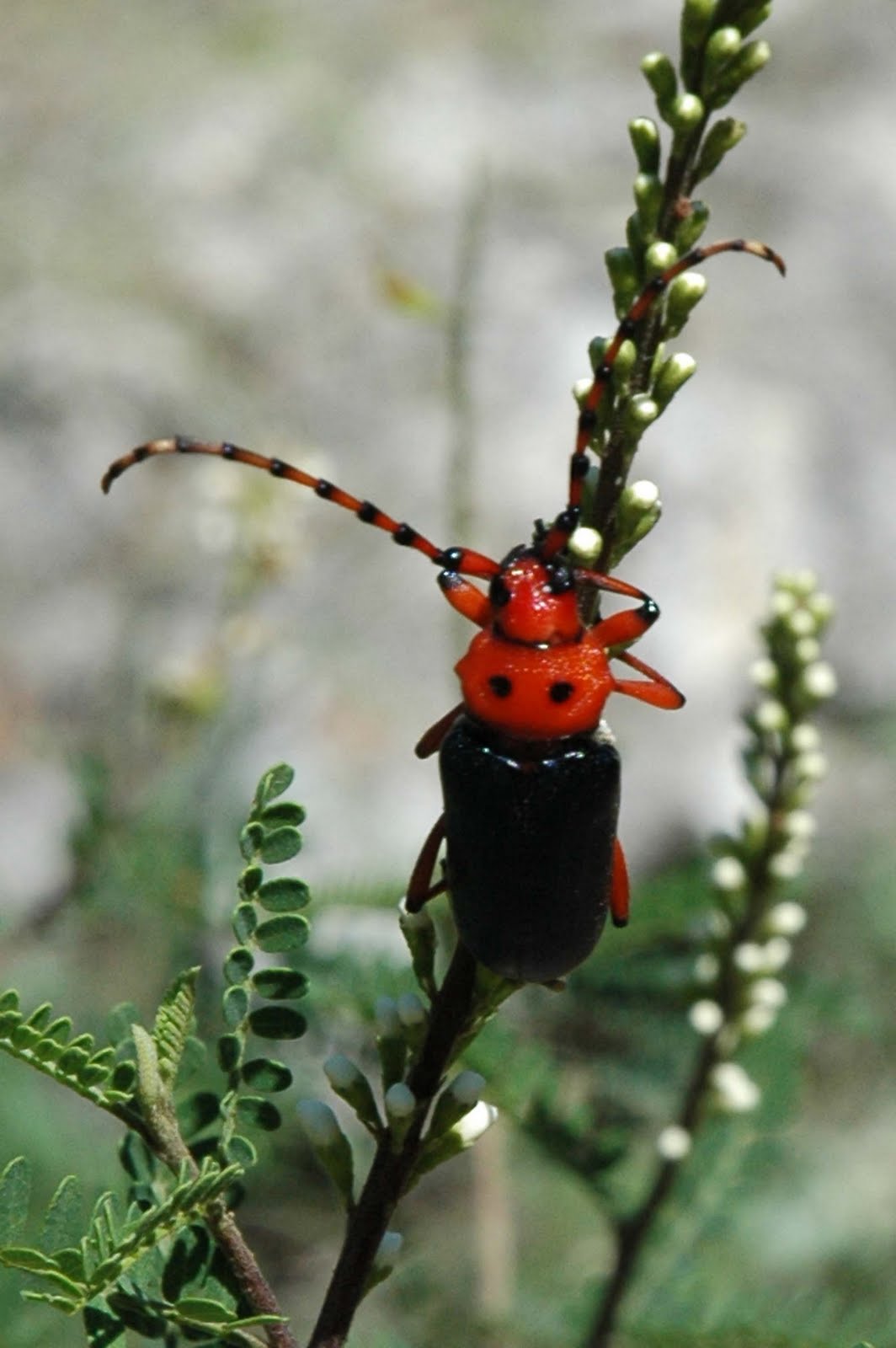 Window on a Texas Wildscape: Weird insects