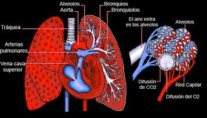 FISIOLOGIA: FISIOLOGIA PULMONAR