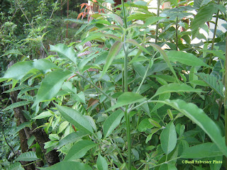 A Commune with Nature