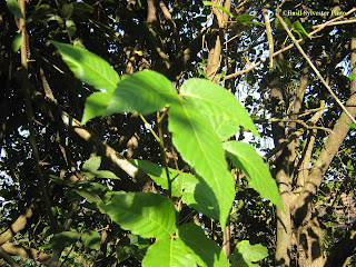 A Commune with Nature