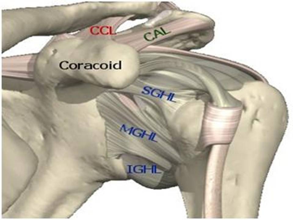 world of physical therapy: frozen shoulder