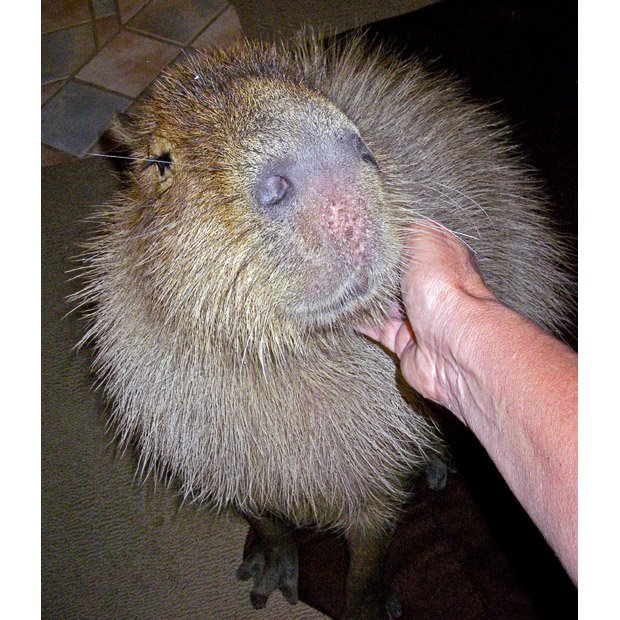 Weird n Unique: GIANT HAMSTER FROM TEXAS