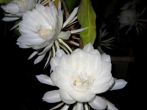 Stones and Flowers: Beautiful Flowers of India....