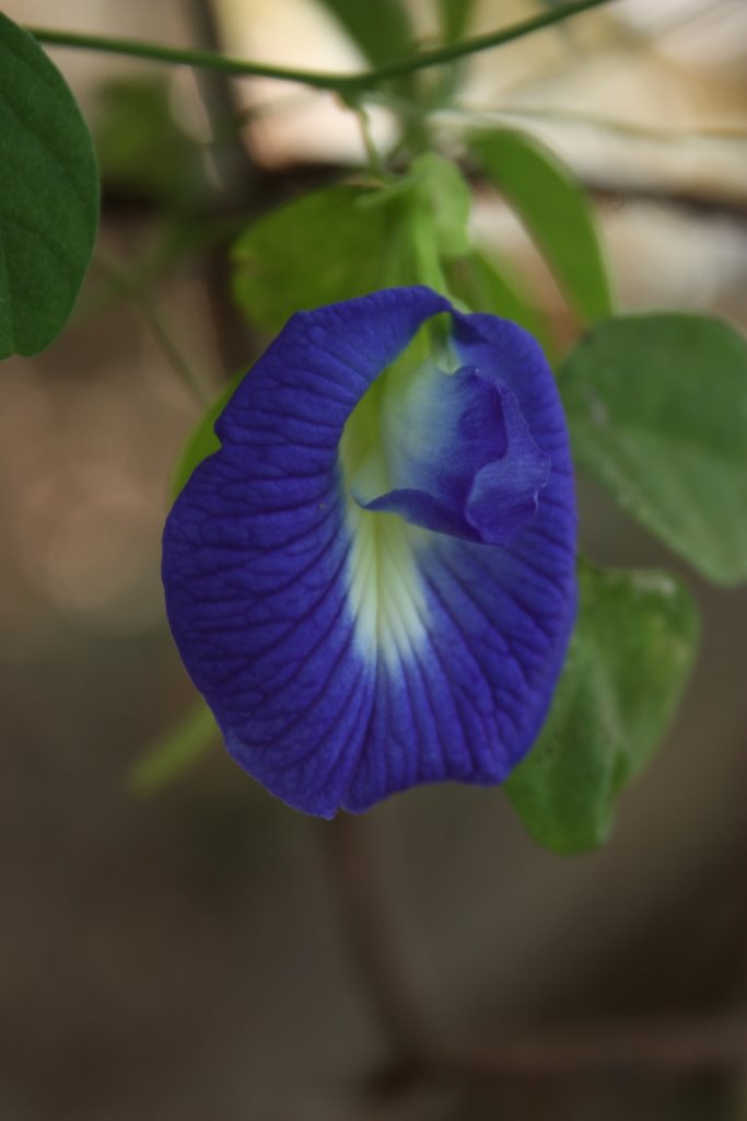 Stones and Flowers: Beautiful Flowers of India....