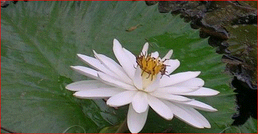 Stones and Flowers: Beautiful Flowers of India....