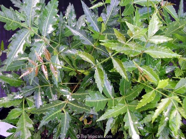 The many uses of Kohomba | Sri Lanka Guardian