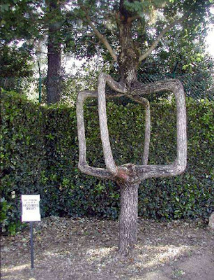 Odd Trees