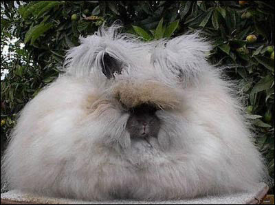 Huge and Furry Rabbit