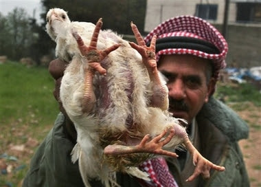 Another four-legged chicken