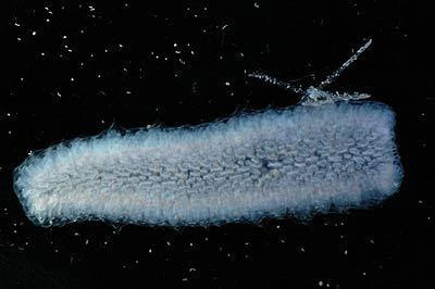 Amazing images of microorganisms found in deep ocean waters