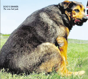 Dog that weighs 95kg!