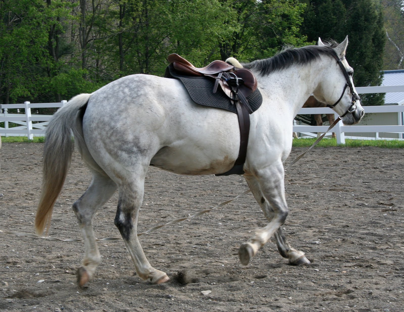 Grey Horse Matters: Farm Happenings