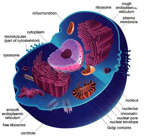 whatisscience: Animals Cells