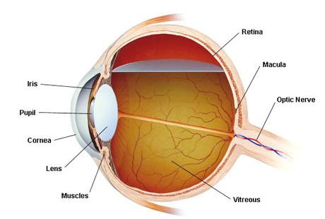 whatisscience: Parts of a Eye