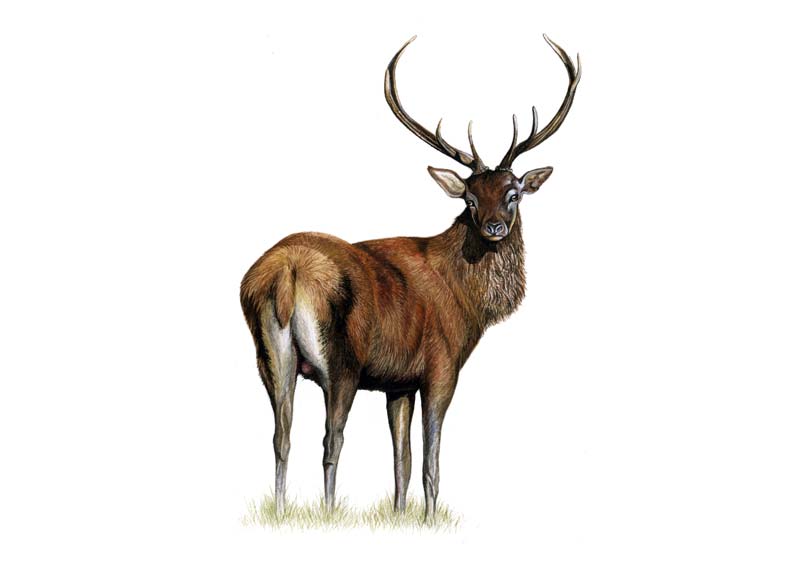 Stag Nation: the word stag