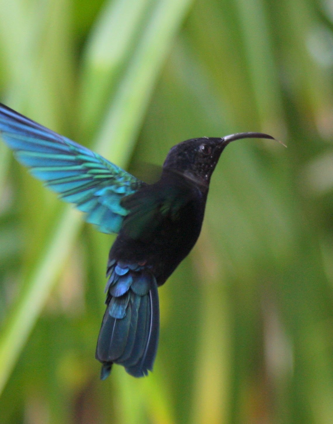 Aventures Martiniquaises: Martinique - J2