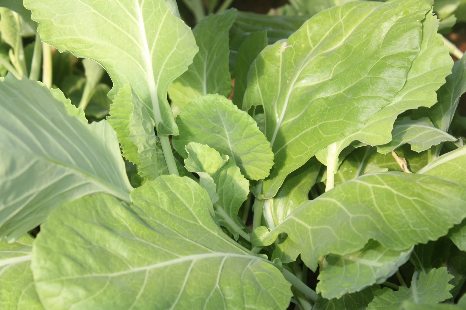 HORTA CHEIRO VERDE: Couve