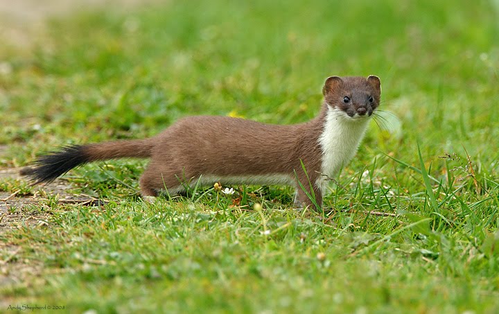 Andy Shepherd Wildlife Photography: Stoat's and Weasel's
