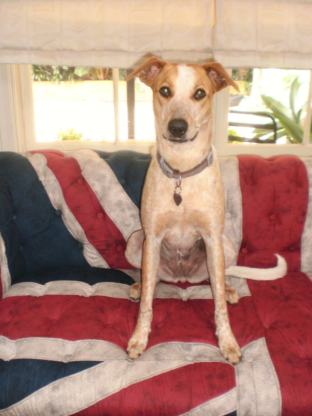 the girl in the brick house: Queen Ruby and Chesterfield Sofas!